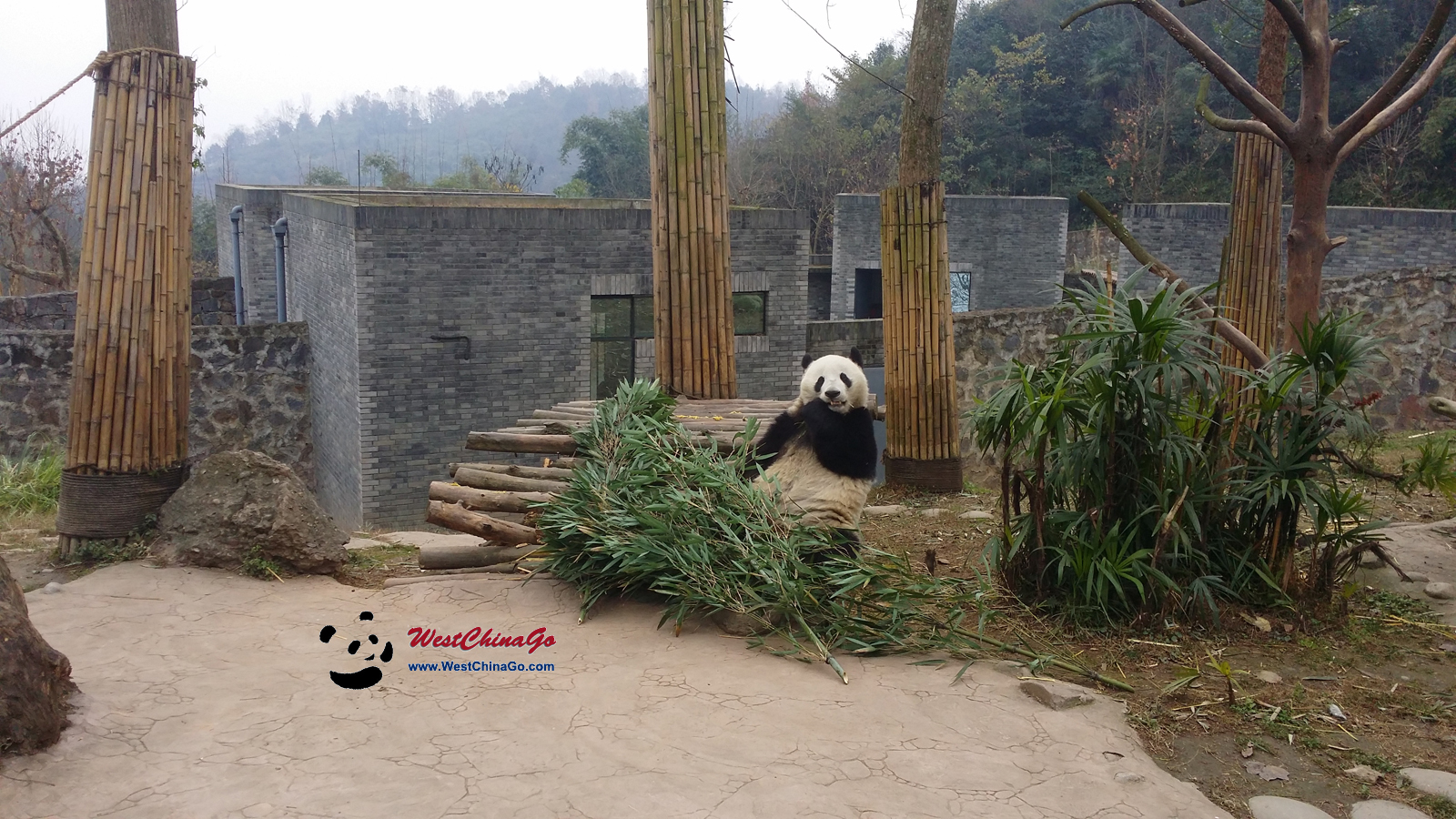 1 Day Panda Keeper Program in Chengdu Archives - China ChengDu Tours ...