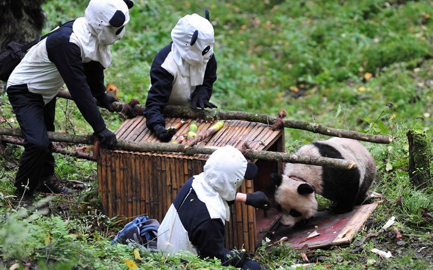 Who Discovered the Panda? - China ChengDu Tours, Chengdu Panda ...