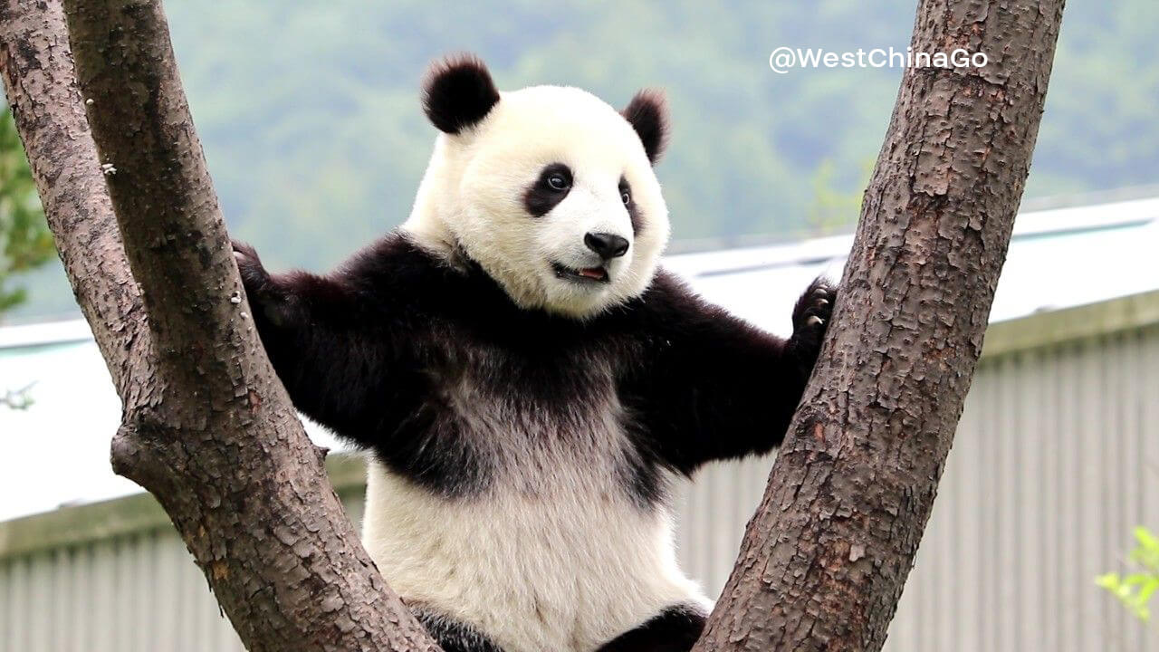 China Tours @WestChinaGo